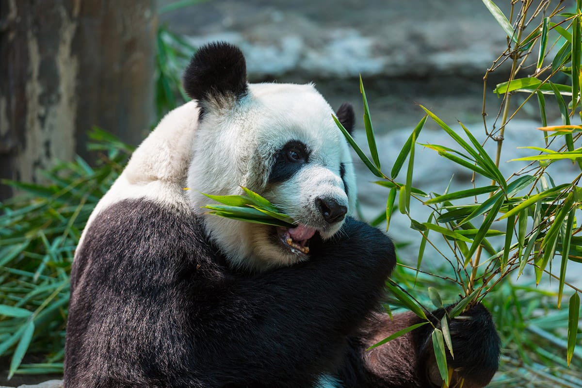 Panda Name Generator